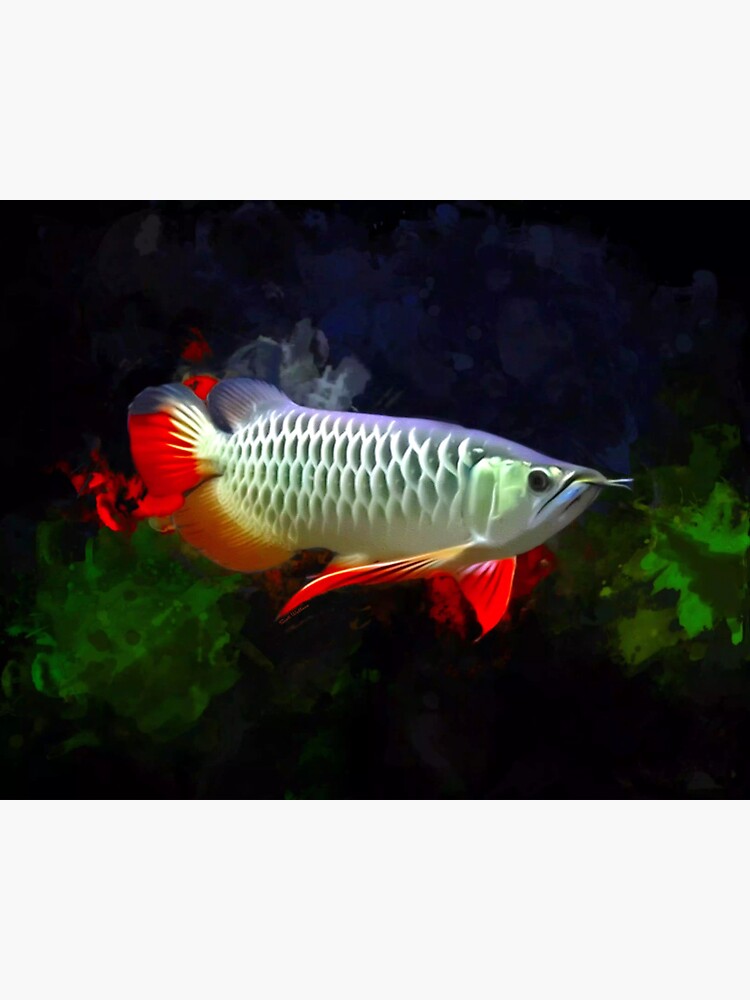 "Red Fin Arowana Portrait " Sticker by Digital-designs | Redbubble