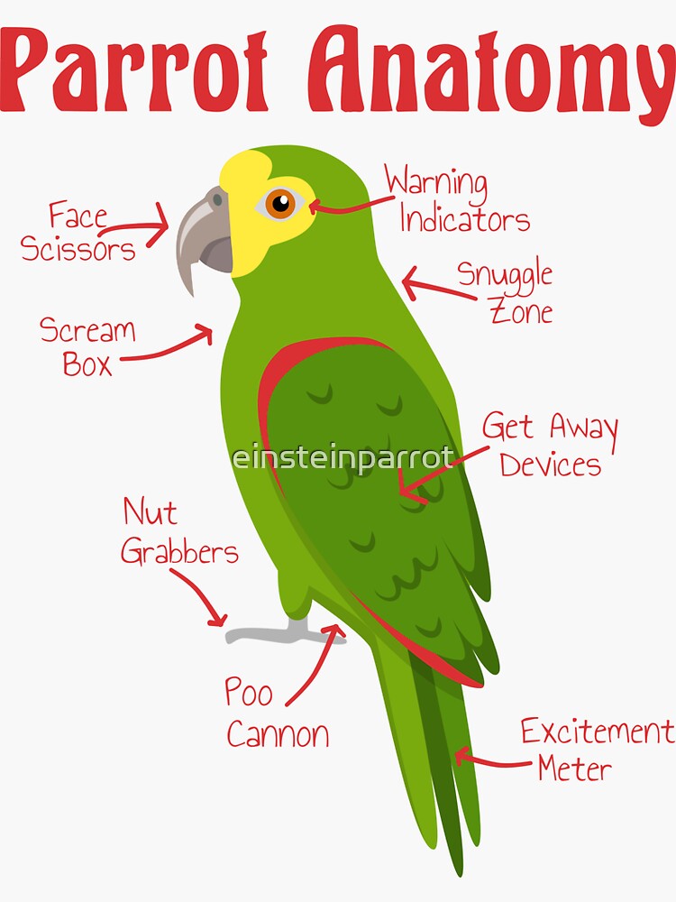 "Anatomy of an Amazon Parrot" Sticker for Sale by einsteinparrot ...
