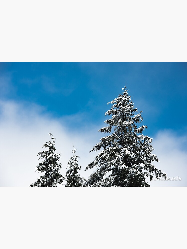 "Winter Wonders Blue IV - Foggy Trees Misty Forest Pacific Northwest ...
