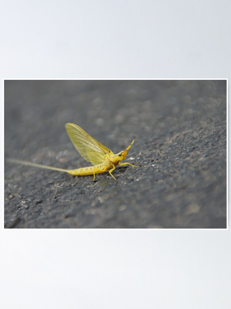 "Yellow Drake Mayfly in Wakarusa" Poster by agenttomcat | Redbubble