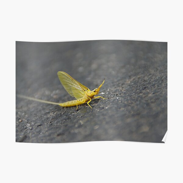 "Yellow Drake Mayfly in Wakarusa" Poster by agenttomcat | Redbubble