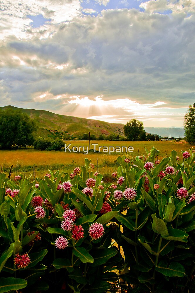 "Scattering Sunshine" by Kory Trapane | Redbubble