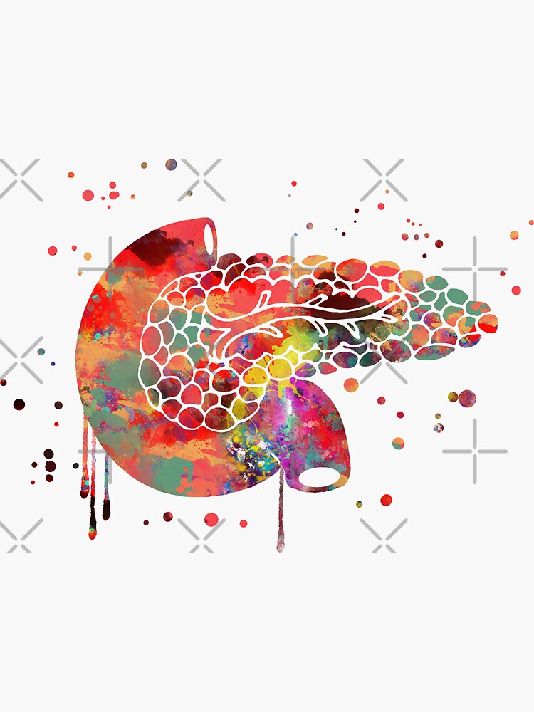"Pancreas, pancreas print, watercolor pancreas, medical art, human ...