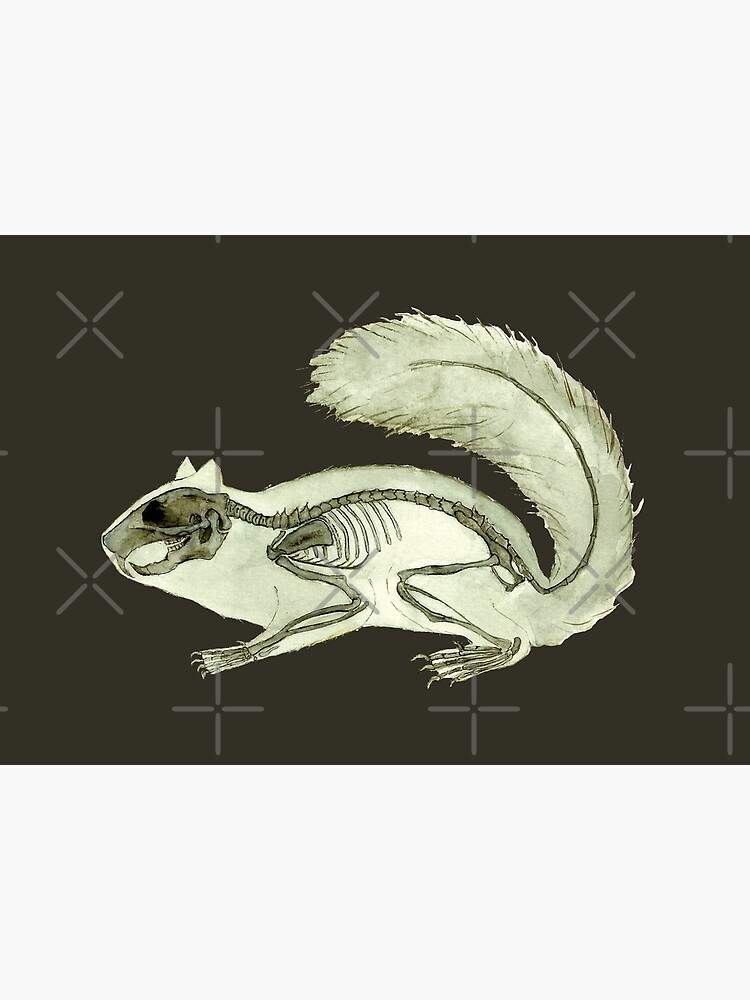 "Squirrel Skeleton: Animal Watercolor Anatomy Halloween" Poster by ...