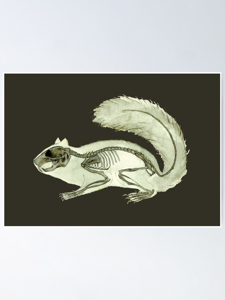 "Squirrel Skeleton: Animal Watercolor Anatomy Halloween" Poster by ...
