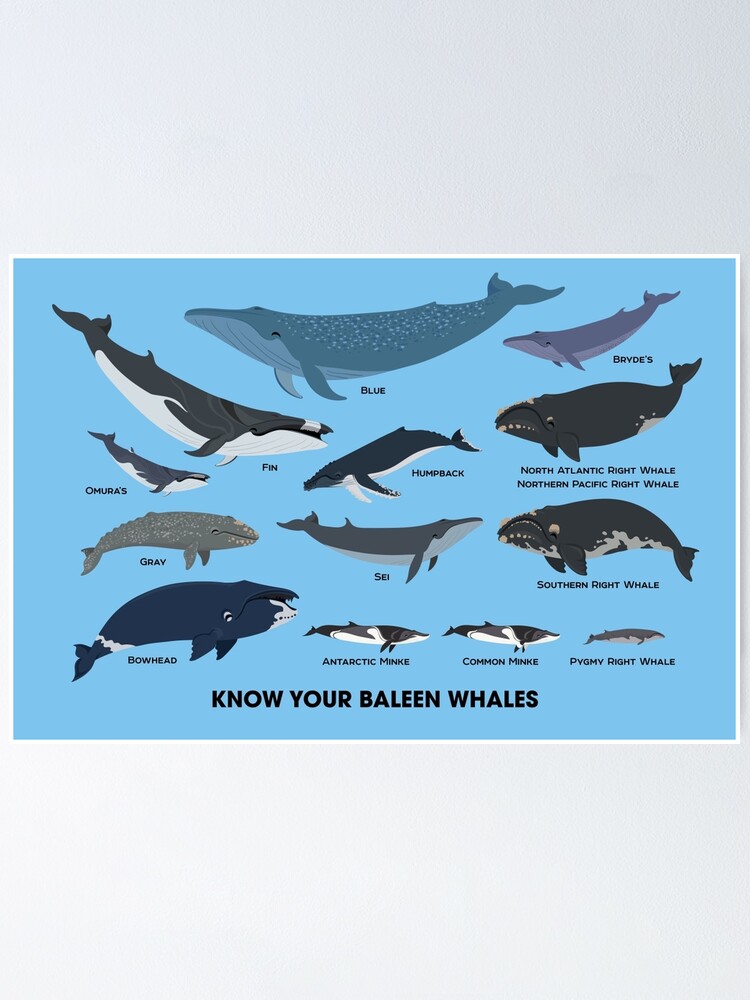 "Know Your Baleen Whales" Poster for Sale by PepomintNarwhal | Redbubble