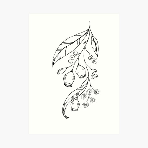"Gum nuts - gum tree drawing" Art Print for Sale by EveiArt | Redbubble