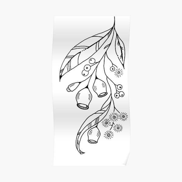 "Gum nuts - gum tree drawing" Poster for Sale by EveiArt | Redbubble