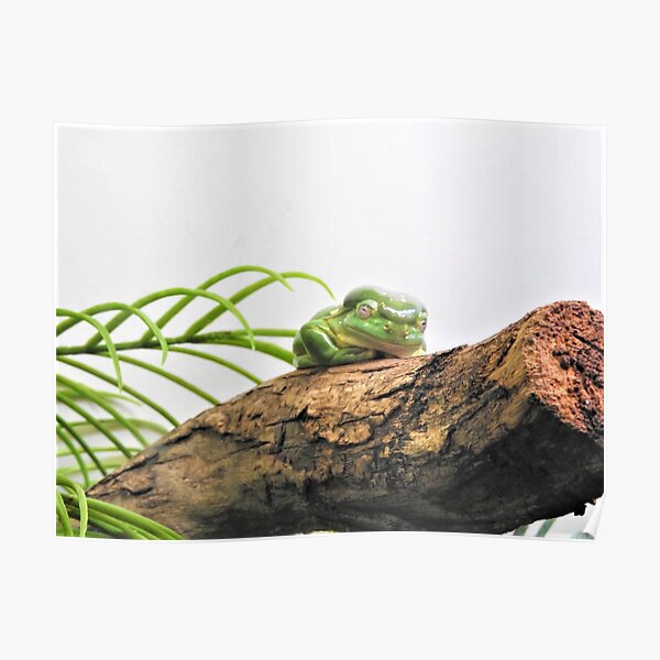 "Tree Frog" Poster by blushy5000 | Redbubble