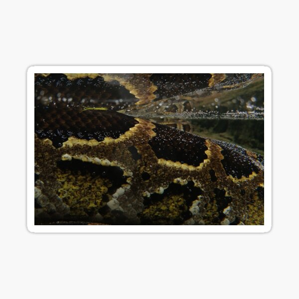 "Water snake" Sticker for Sale by Grimmmanticore | Redbubble