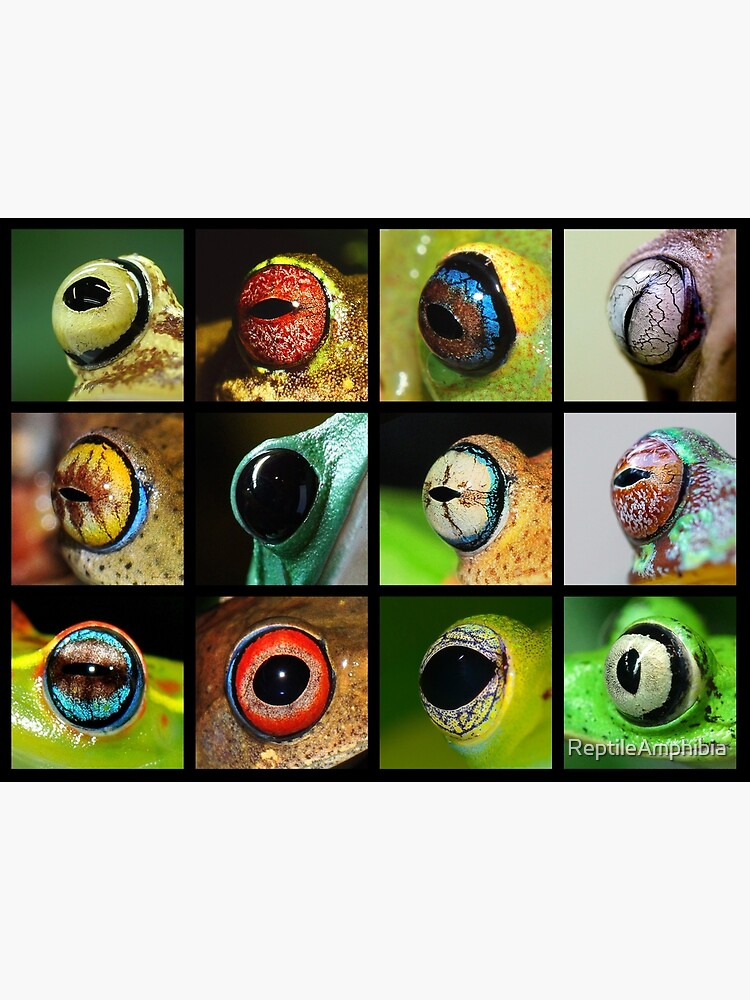 "A Rainbow of Frog Eyes" Canvas Print by ReptileAmphibia | Redbubble