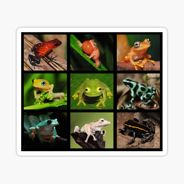 "A Frog Rainbow" Sticker by ReptileAmphibia | Redbubble