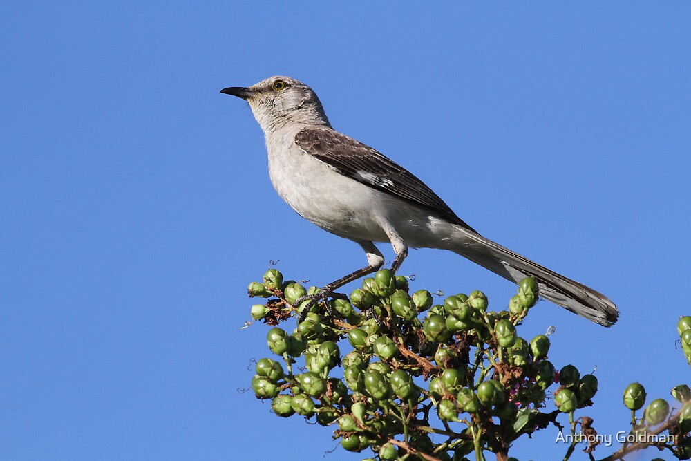 "State bird of florida(mocking bird)" by Anthony Goldman | Redbubble