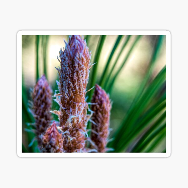 "Pine shrub" Sticker for Sale by CanadianWild418 | Redbubble