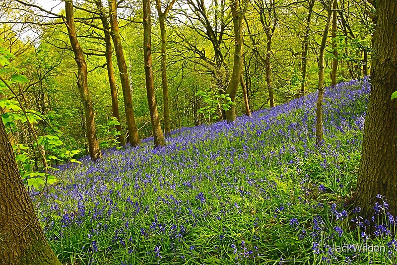 "Bluebells" by JackWilden | Redbubble