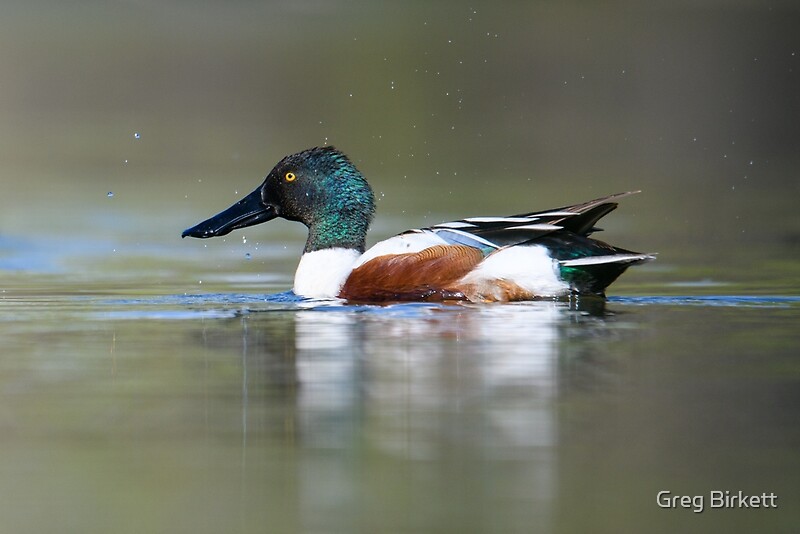 "Splash" by Greg Birkett | Redbubble
