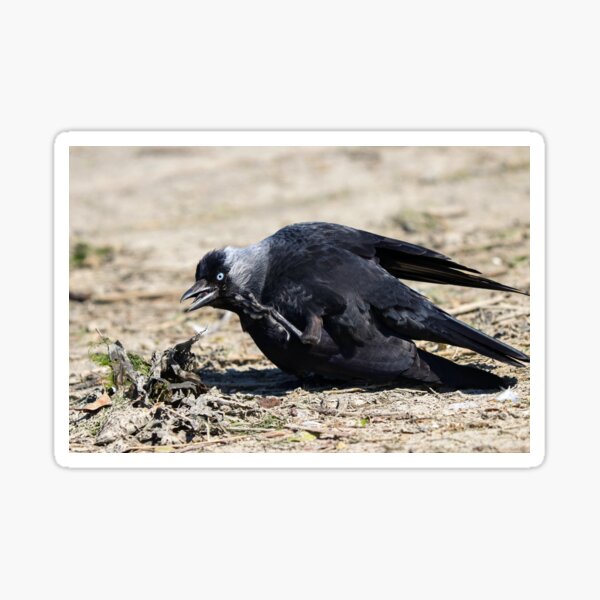 "Scratching an itch" Sticker for Sale by GreyFeatherPhot | Redbubble