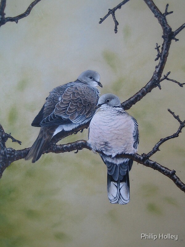 "Collared Doves" by Philip Holley | Redbubble