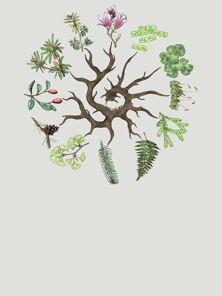 "Plant Evolutionary Tree (Plain Background)" T-shirt for Sale by ...