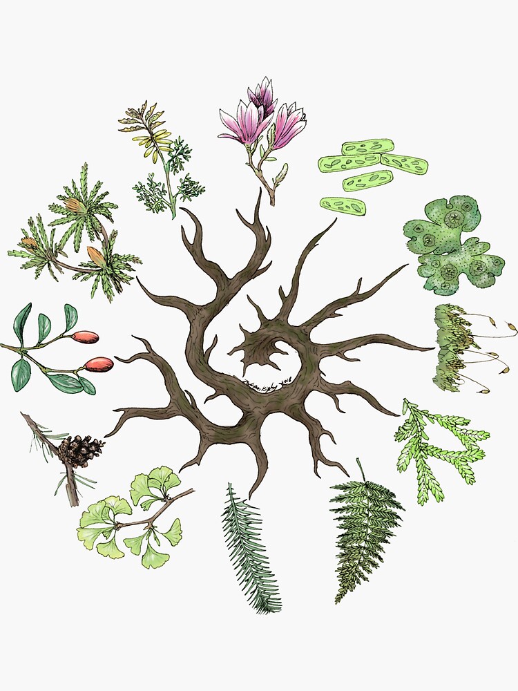 "Plant Evolutionary Tree (Plain Background)" Sticker for Sale by ...