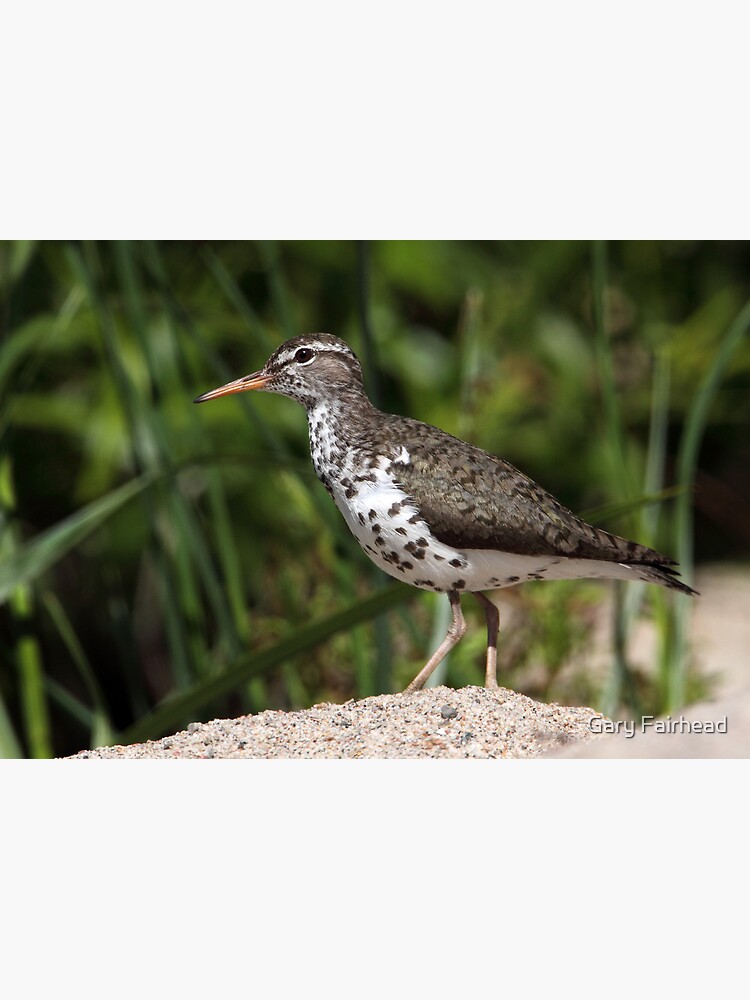 "Spotted On The Sand / Spotted Sandpiper" Poster for Sale by ...