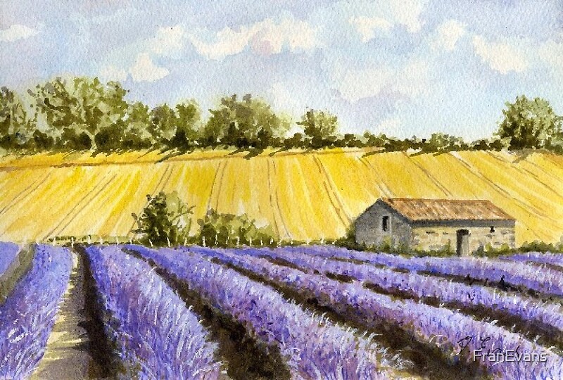 "Lavender Field" by FranEvans | Redbubble