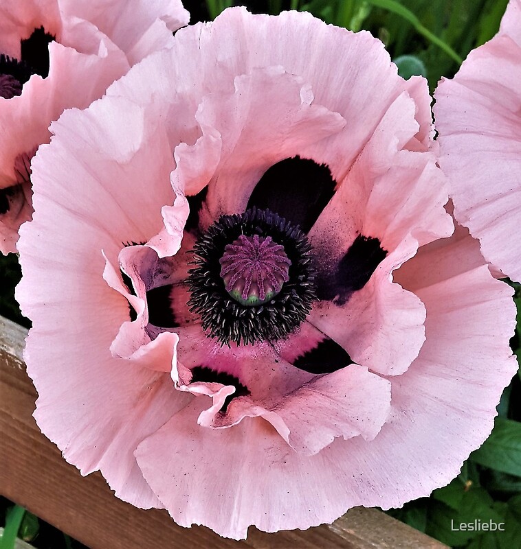 "Little Miss Poppy" by Lesliebc | Redbubble