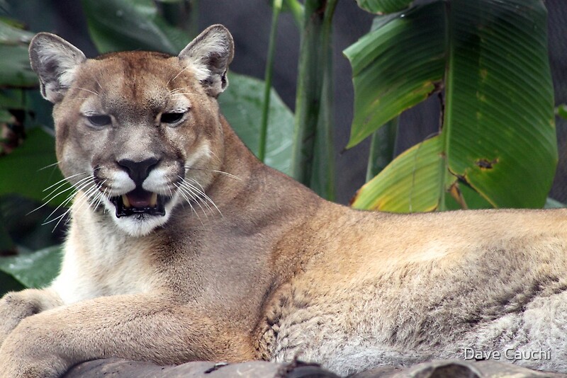 "Coguar" by Dave Cauchi | Redbubble