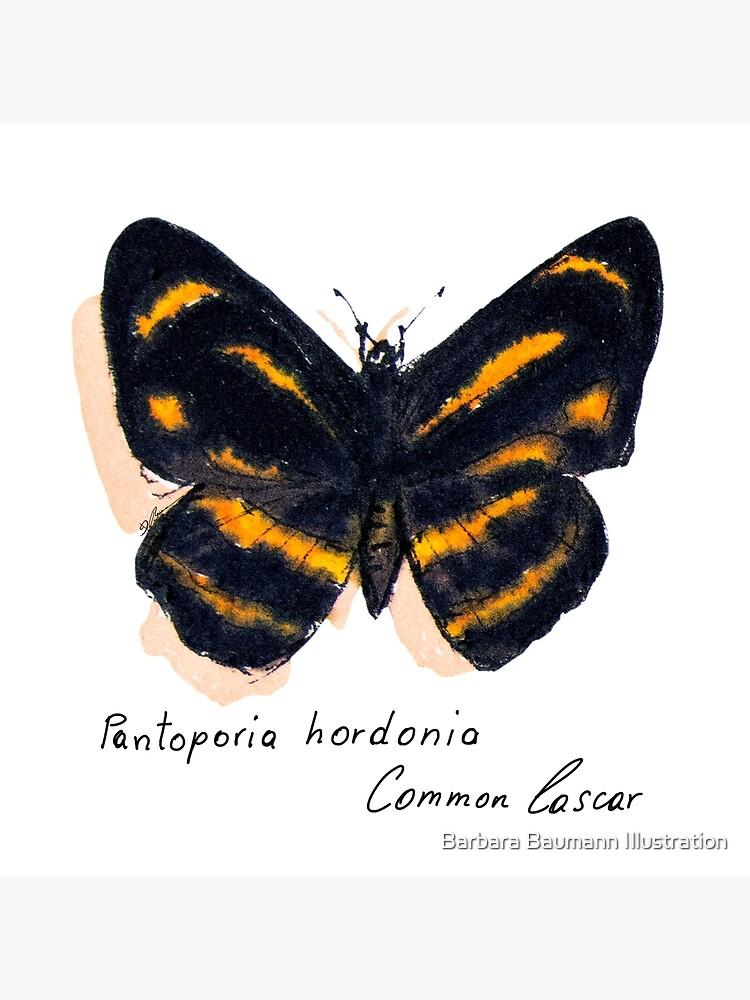 "Butterfly Common Lascar" Art Board Print by Barbara Baumann ...