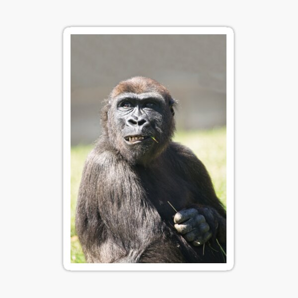"Lope The Cheeky Gorilla" Sticker by rawshutterbug | Redbubble