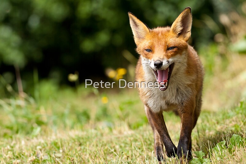 "The Foxtrot" by Peter Denness | Redbubble