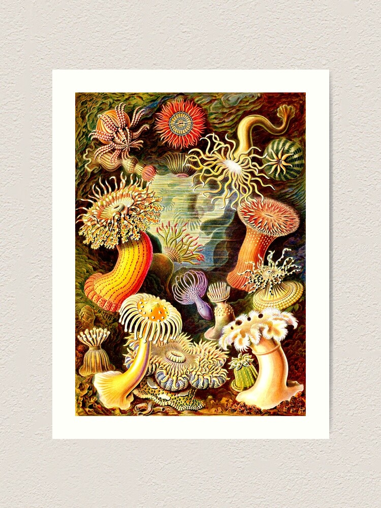 "SEA ANEMONES ,OCEAN SEA LIFE SCENE ACTINIAE" Art Print for Sale by ...