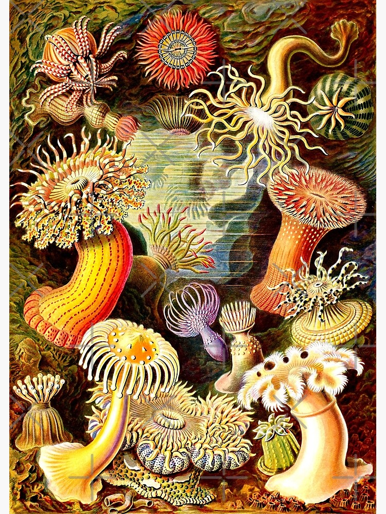 "SEA ANEMONES ,OCEAN SEA LIFE SCENE ACTINIAE" Poster by BulganLumini ...