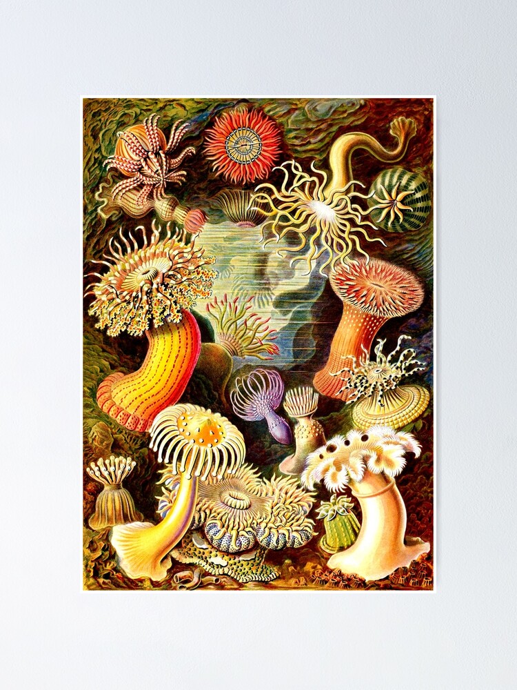 "SEA ANEMONES ,OCEAN SEA LIFE SCENE ACTINIAE" Poster by BulganLumini ...