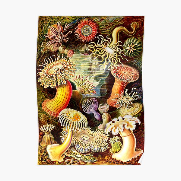 "SEA ANEMONES ,OCEAN SEA LIFE SCENE ACTINIAE" Poster by BulganLumini ...