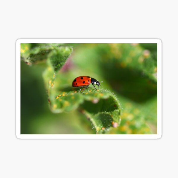 "Tiny ladybird" Sticker for Sale by GreyFeatherPhot | Redbubble