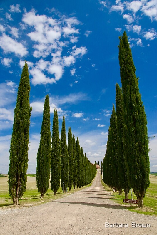 "Iconic Tuscan View" by Barbara Brown | Redbubble
