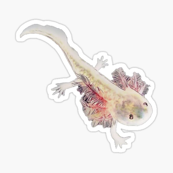Pegatina «Rampu the Axolotl - Desvanecido» de DoodlePets | Redbubble