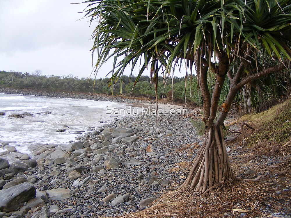 "Pandanas Tree - Convent Beach - Yamba" by Sandy MacLean | Redbubble