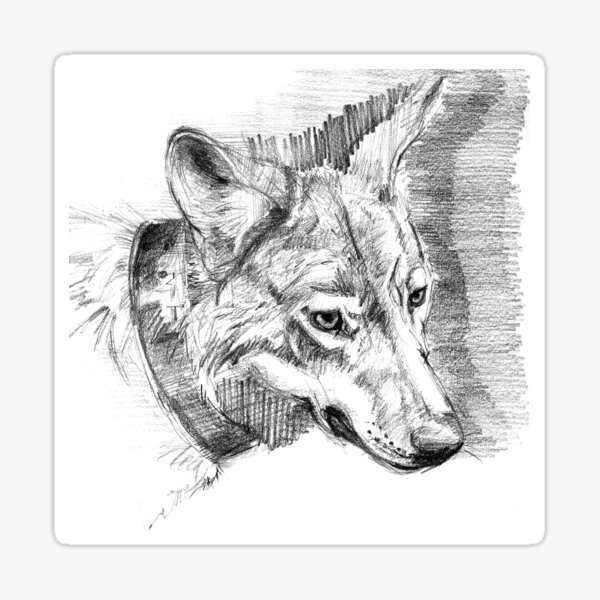 "Eastern timber wolf" Sticker for Sale by belettelepink | Redbubble