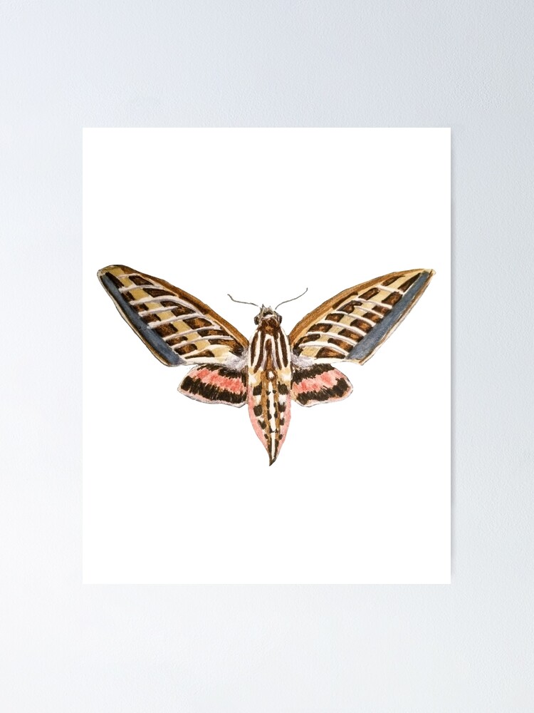 "Striped Sphinx Moth (Hyles lineata)" Poster for Sale by asdDesigns ...
