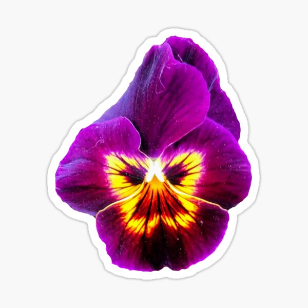 "You Pansy" Sticker for Sale by Chriphlp | Redbubble