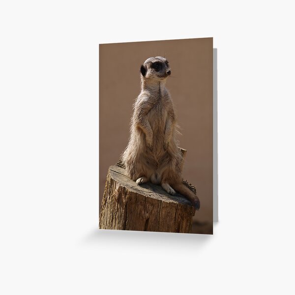 Meerkat Greeting Cards | Redbubble