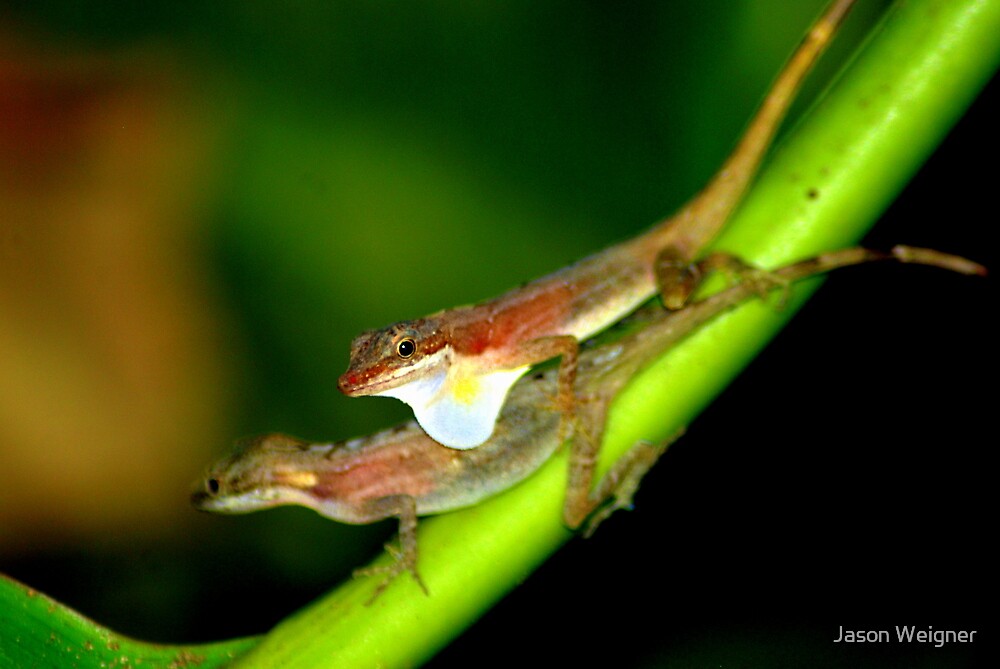 "Slender Anoles (Norops limifrons) - Costa Rica" by Jason Weigner ...