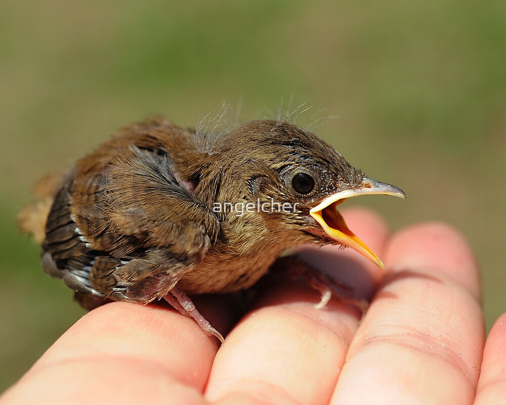 "Baby Wren" by angelcher | Redbubble