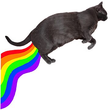 Flying cat store