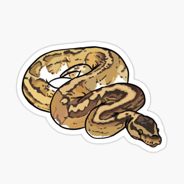 Ballpythons Gifts & Merchandise | Redbubble