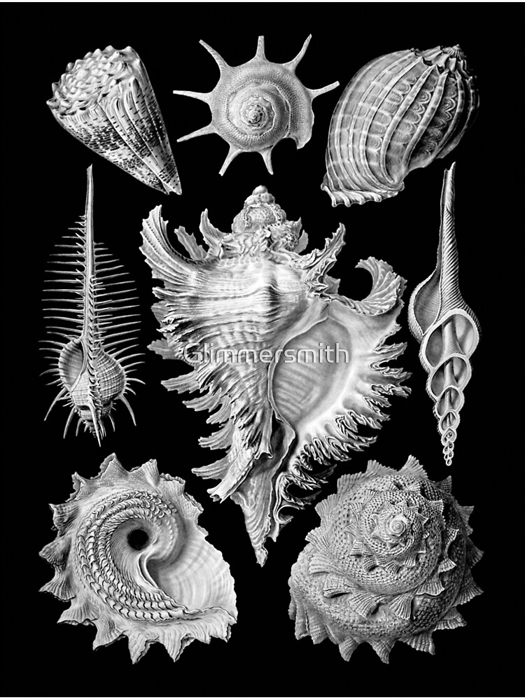 "Prosobranchia, vintage sea shell mollusca and gastropods illustration ...