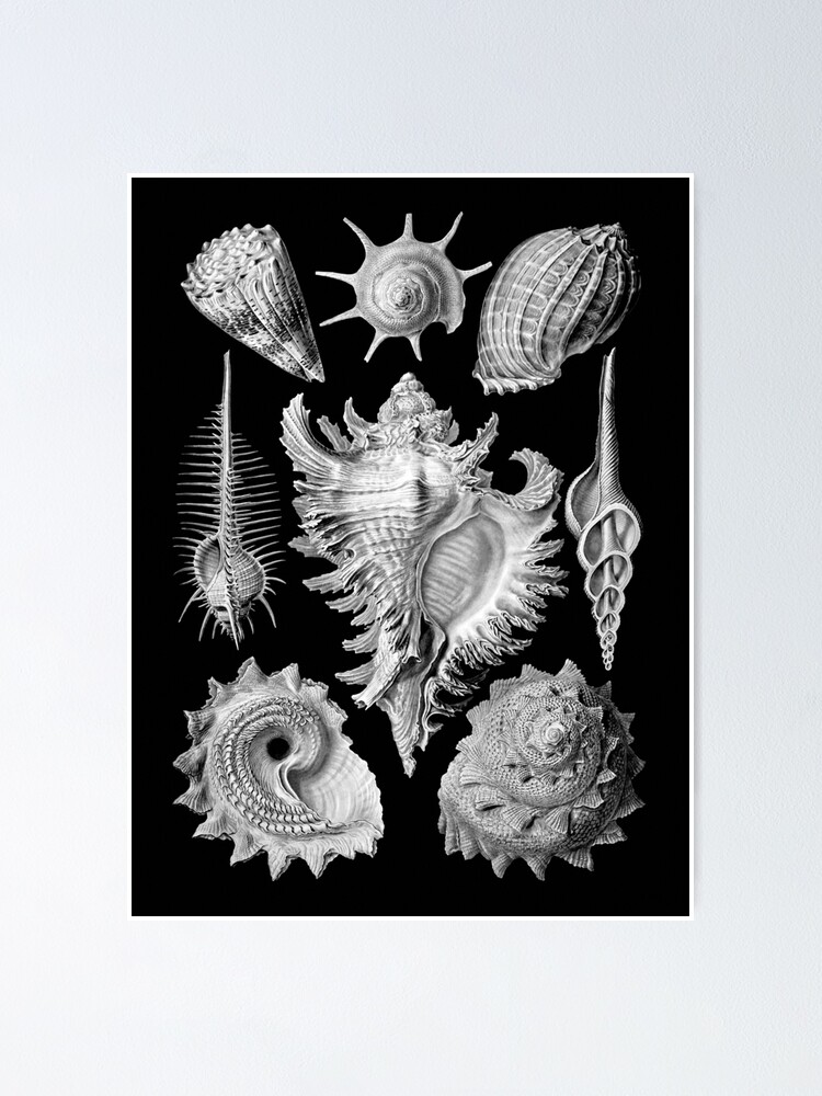 "Prosobranchia, vintage sea shell mollusca and gastropods illustration ...