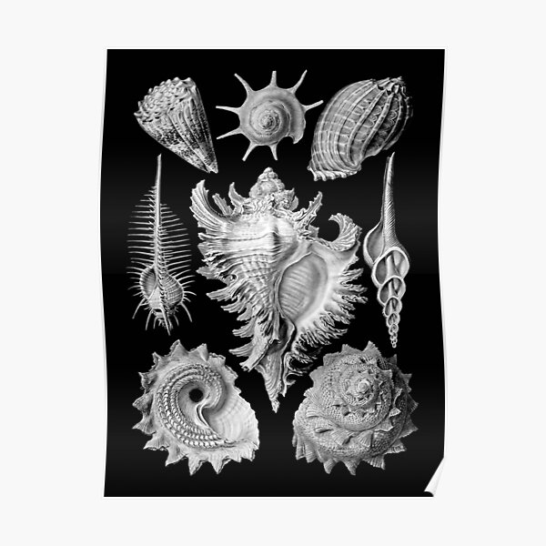 "Prosobranchia, vintage sea shell mollusca and gastropods illustration ...